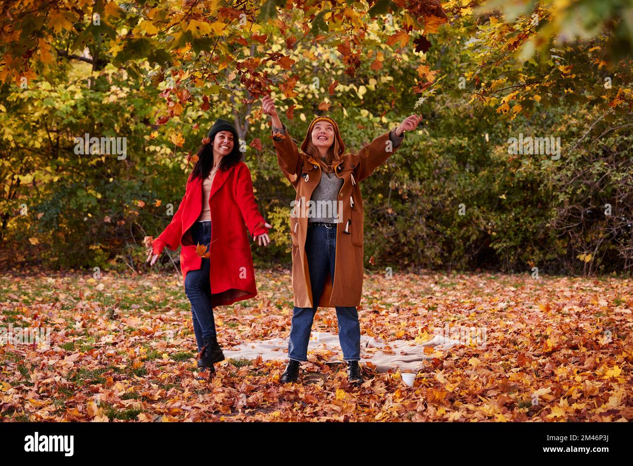 Pal leaves hi-res stock photography and images - Alamy