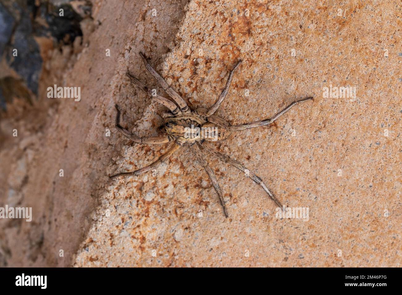 Lycosa hispanica, Wolf Spider Stock Photo - Alamy