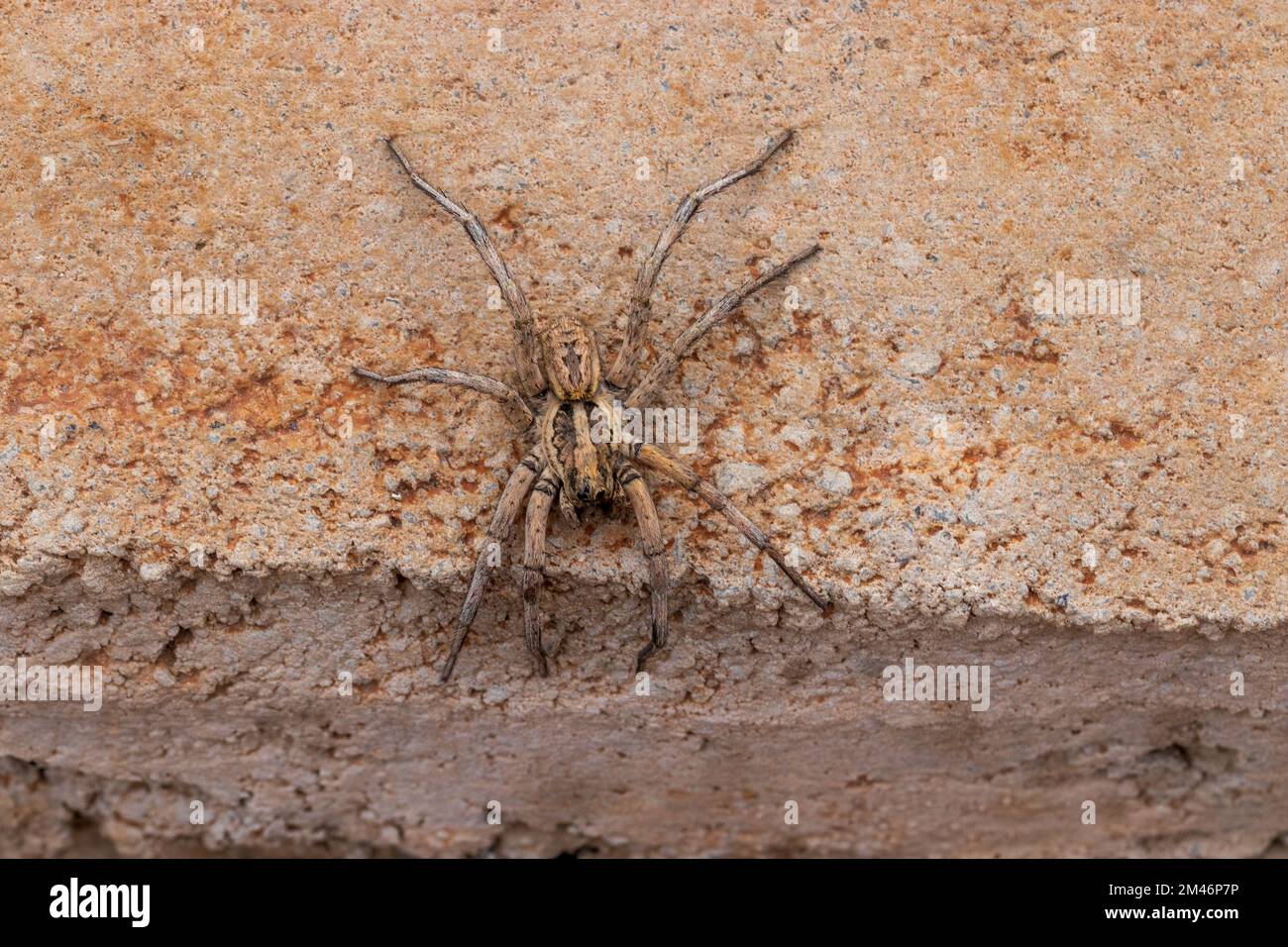 Lycosa hispanica, Wolf Spider Stock Photo - Alamy