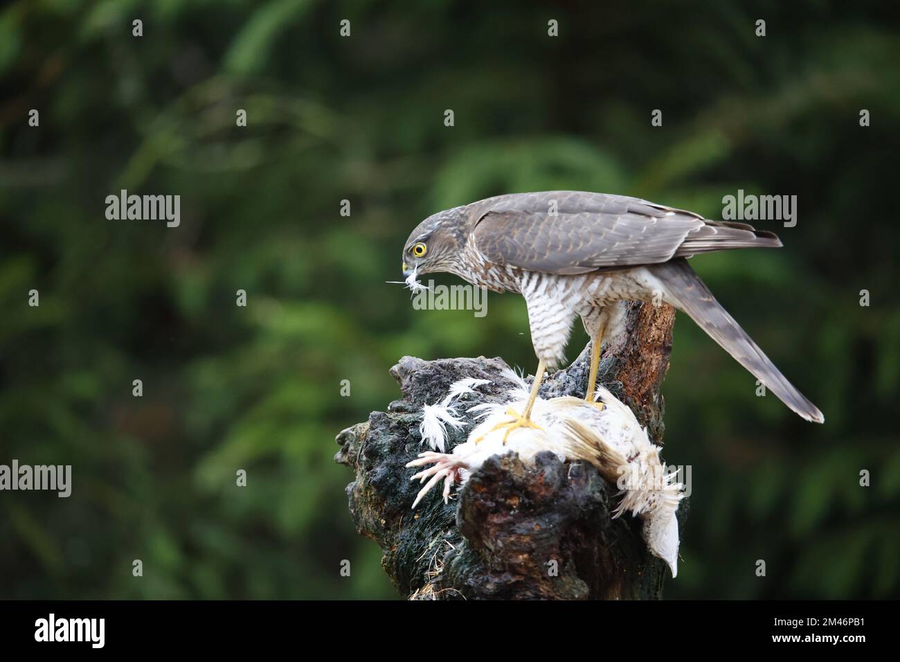 Female sparrowhawk with her kill at a woodland feeding site Stock Photo ...