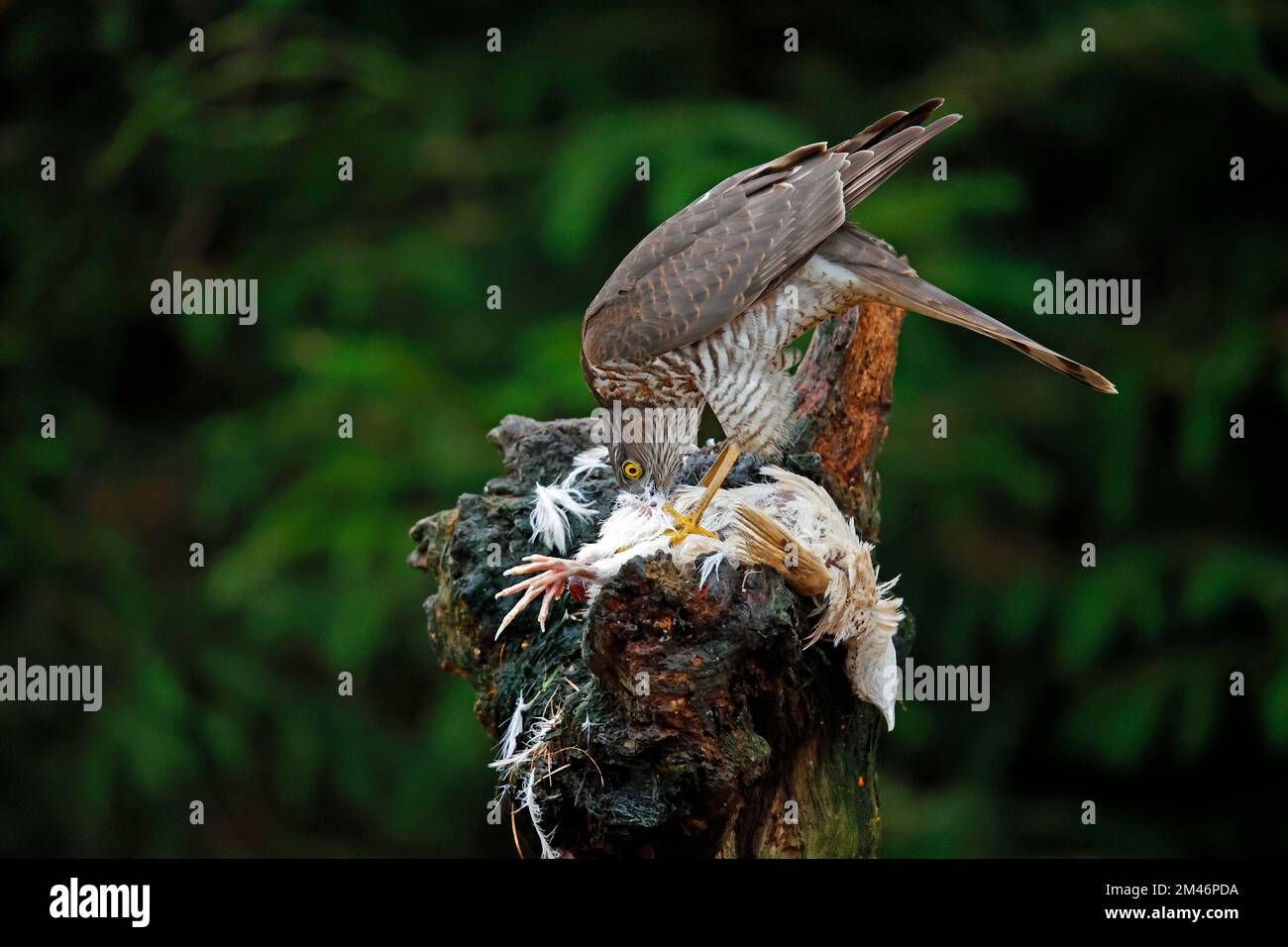 Female sparrowhawk with her kill at a woodland feeding site Stock Photo ...