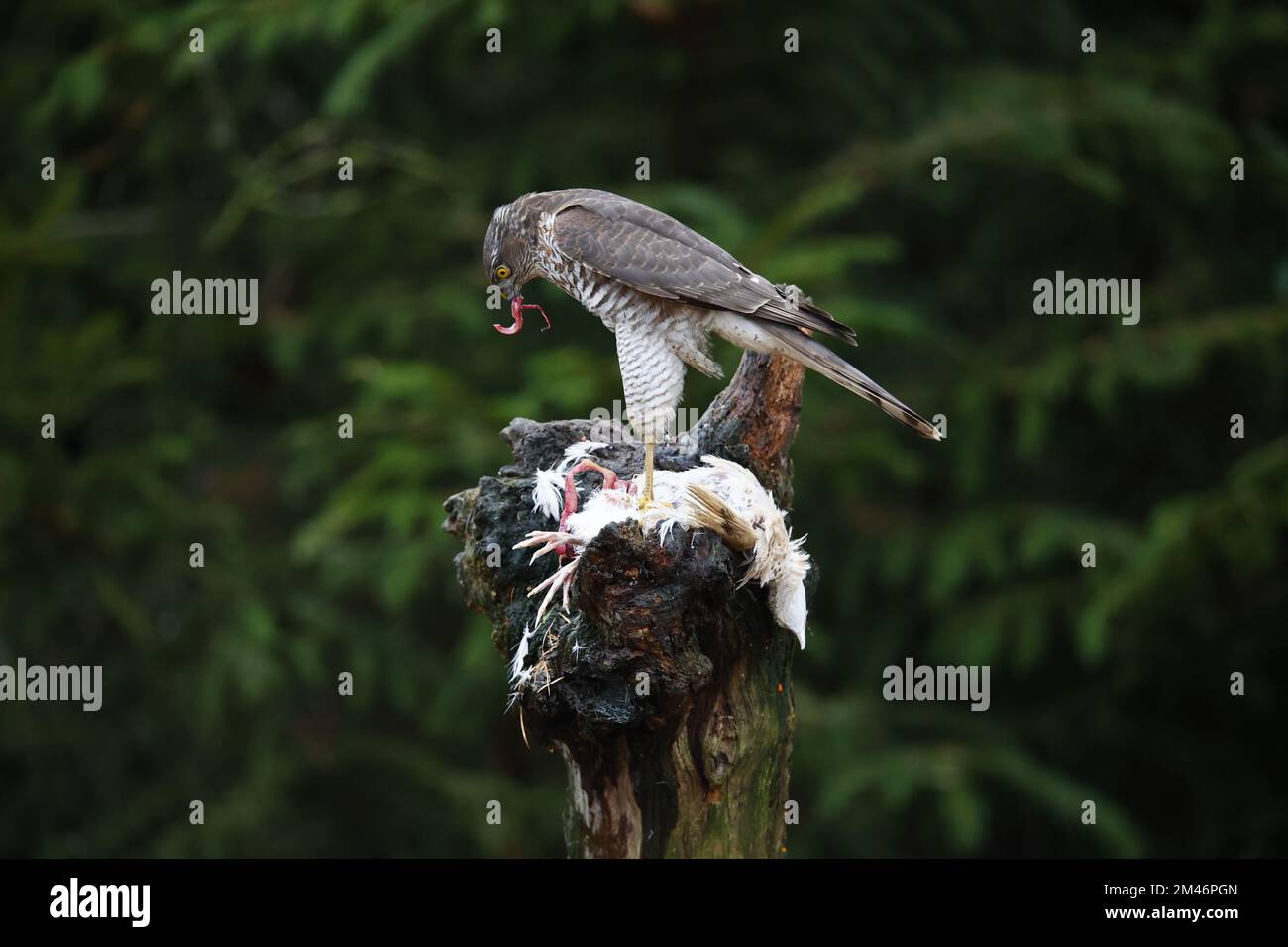 Female sparrowhawk with her kill at a woodland feeding site Stock Photo ...