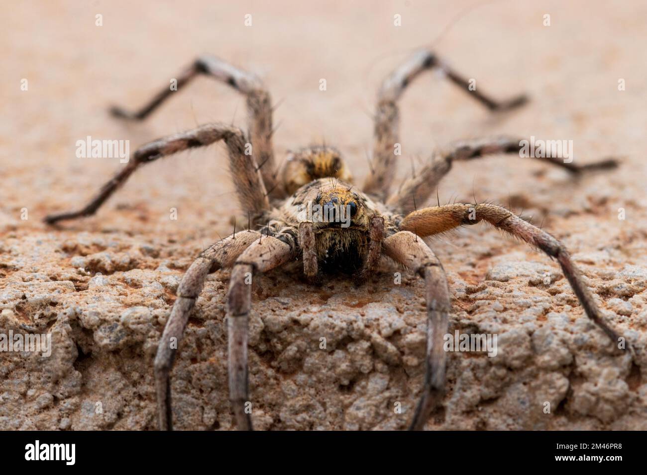 Lycosa hispanica, Wolf Spider Stock Photo - Alamy