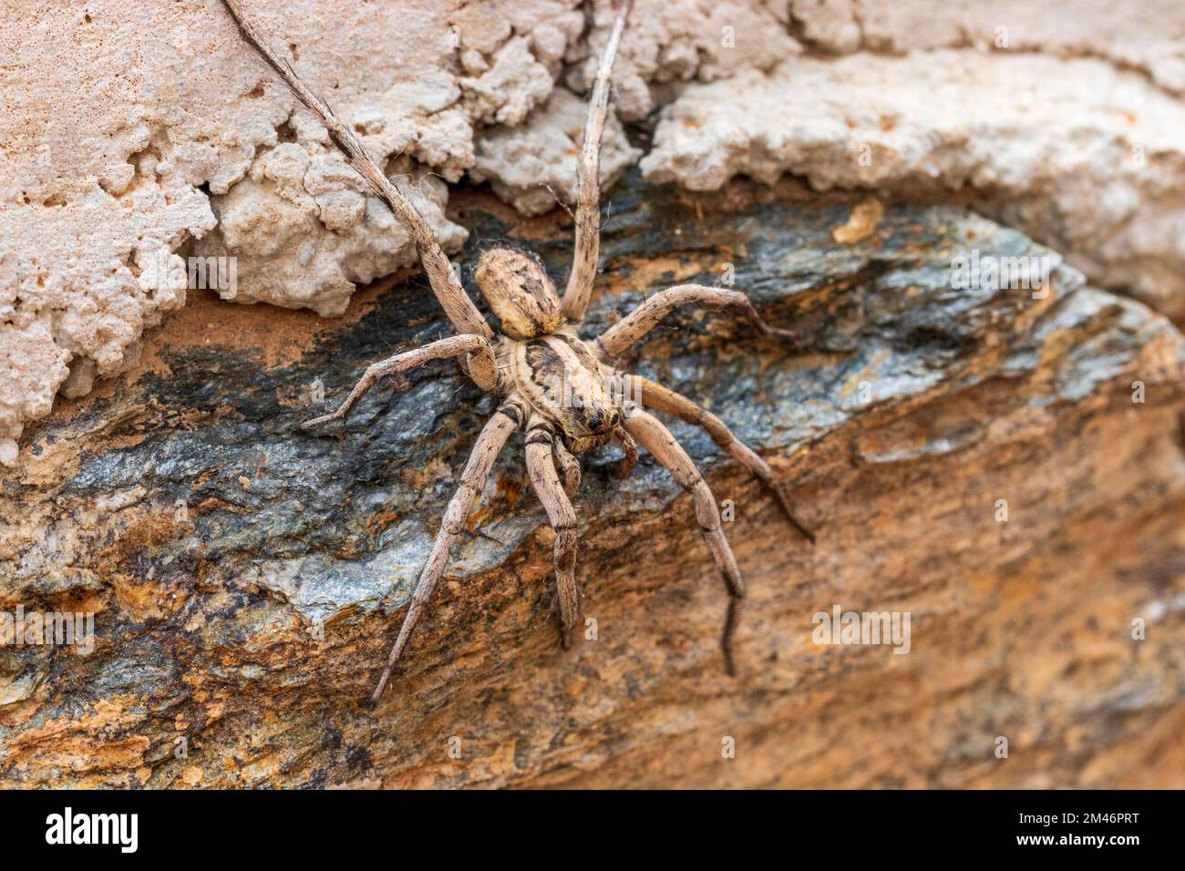 Lycosa hispanica, Wolf Spider Stock Photo - Alamy
