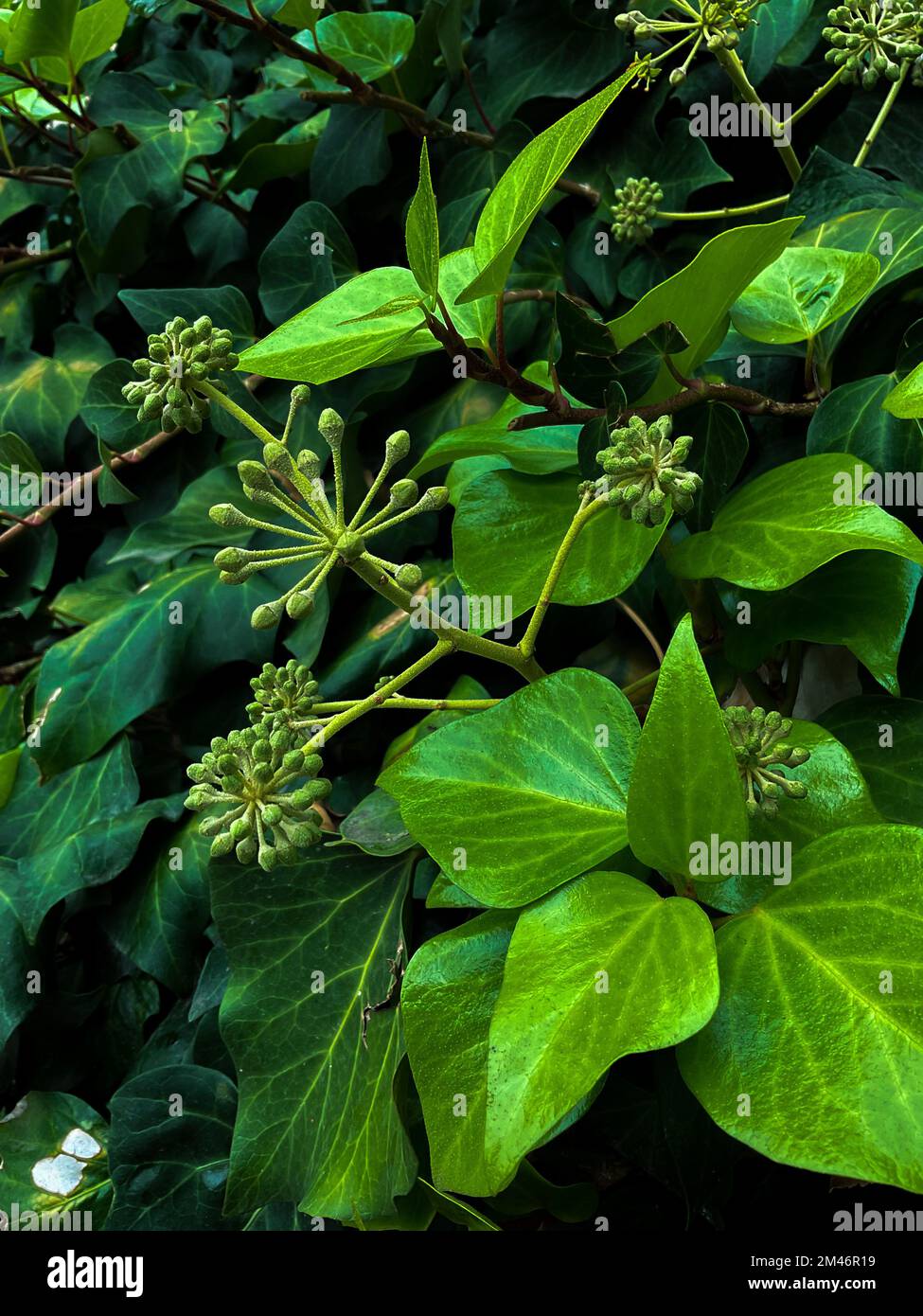 Cinchona tree hi-res stock photography and images - Alamy