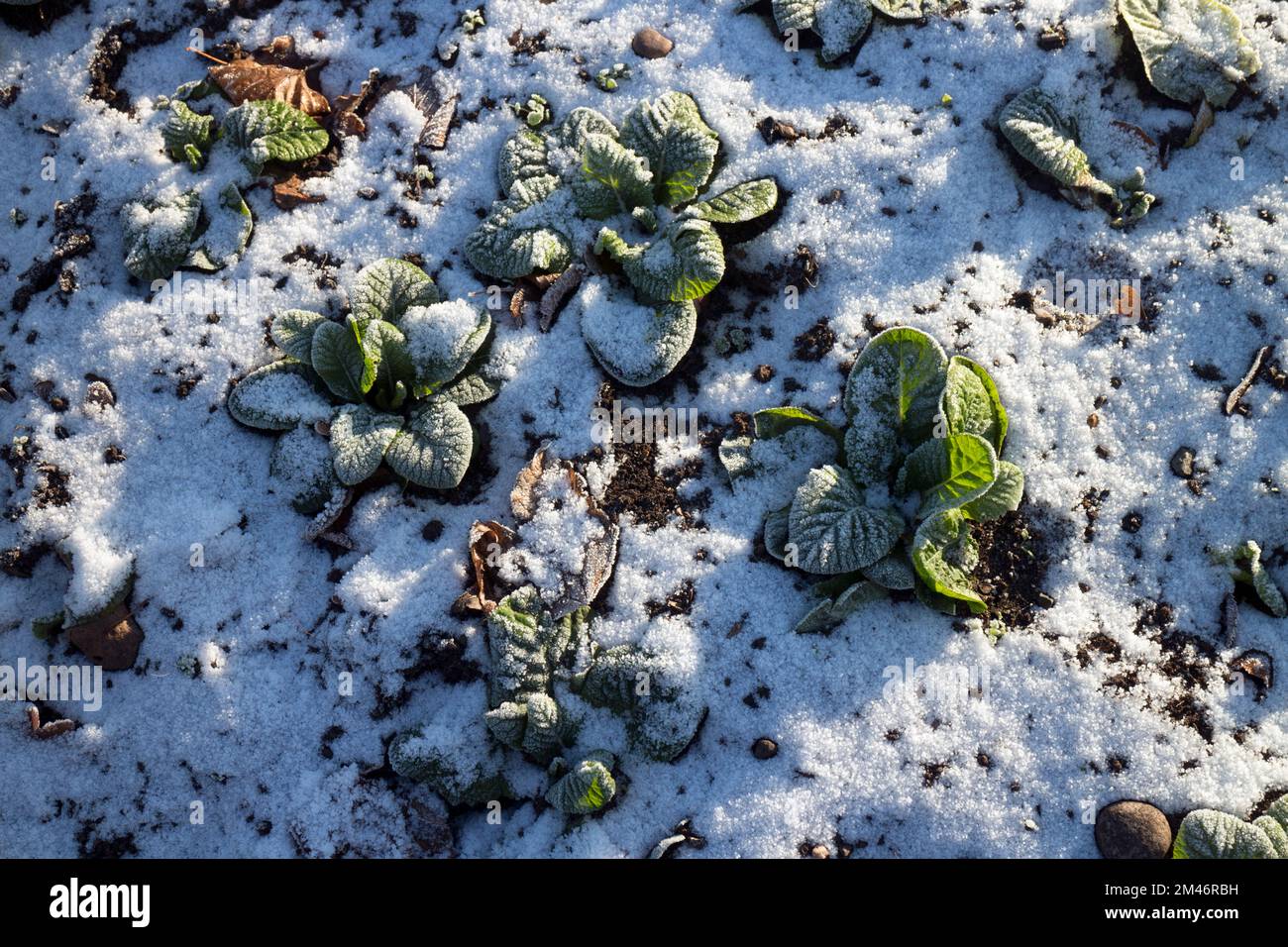 Primrose flower bed hi-res stock photography and images - Alamy