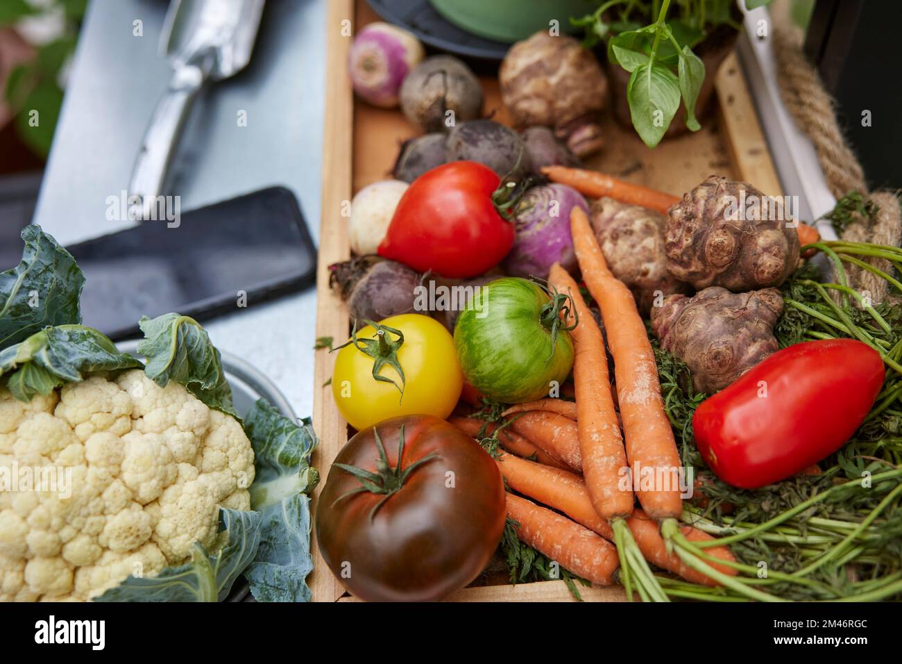 View of freshly picked vegetables Stock Photo - Alamy