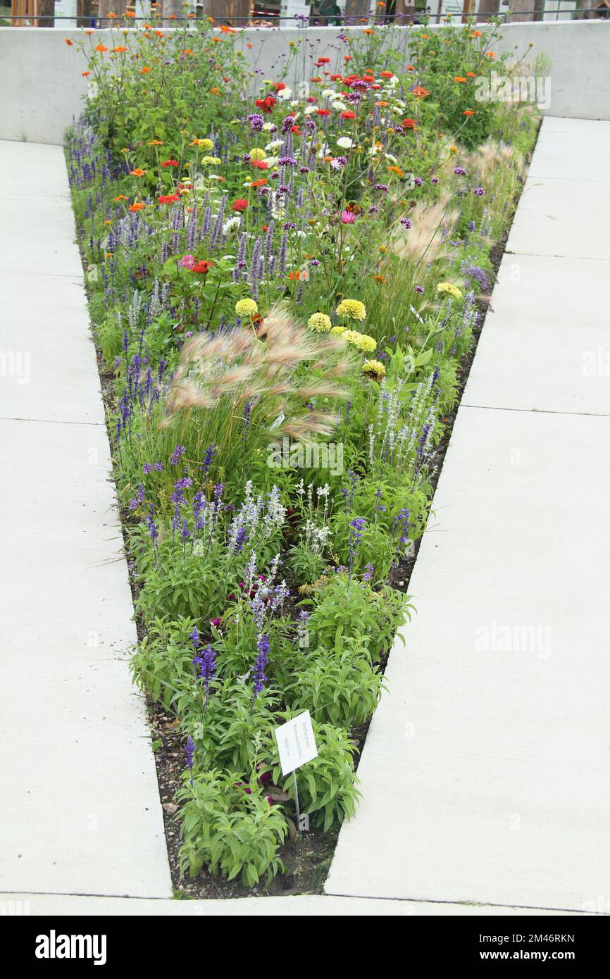 A beautiful flower bed with colorful shrubs and blooming flowers Stock ...