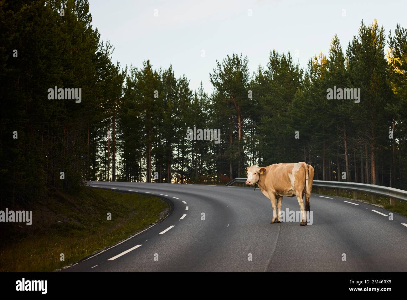 Cow blocking road Stock Photo - Alamy