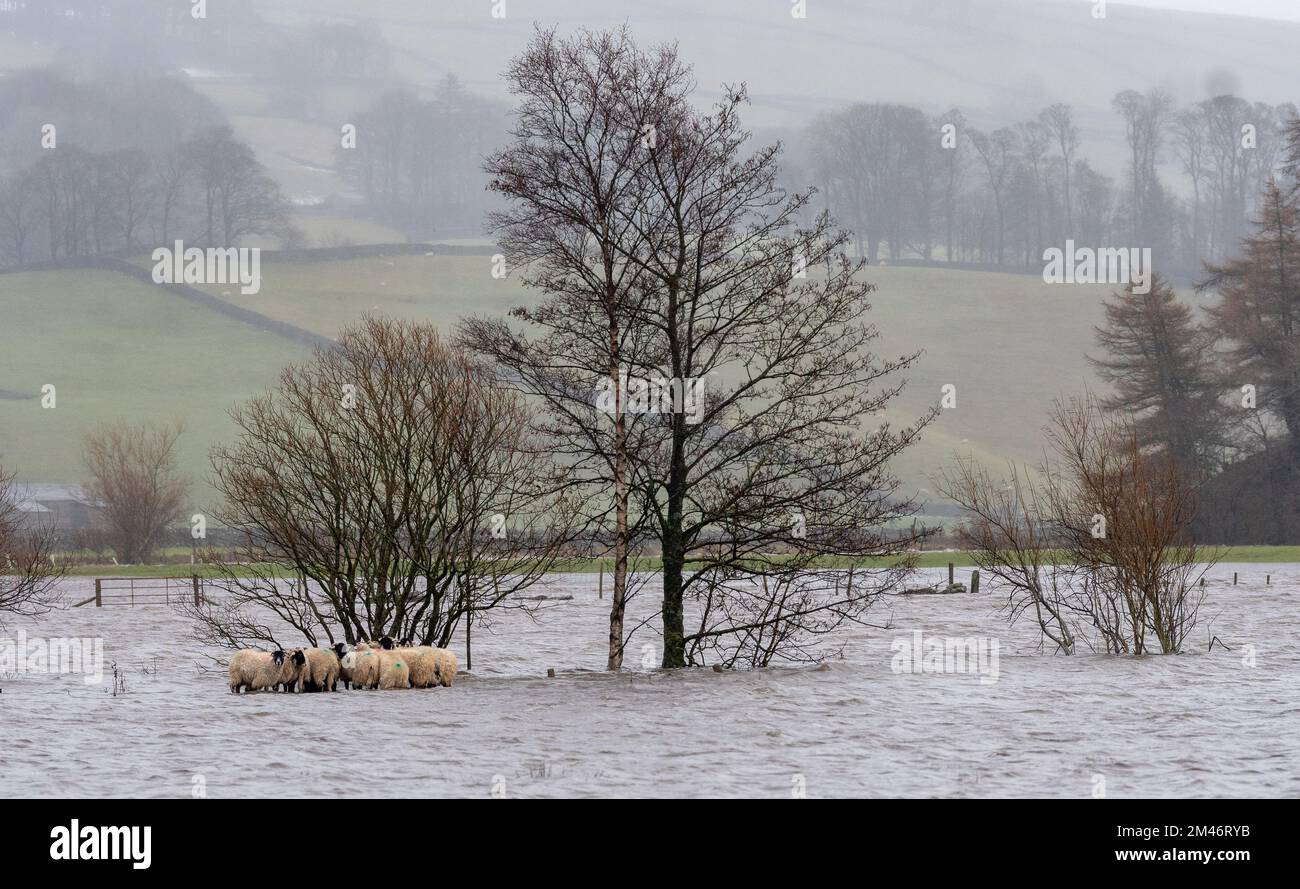 Yorkshire Dales, UK, 19 Dec 2022 - Weather - Sheep caught in flash ...