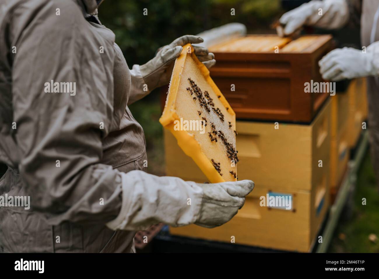 Beekeeper holding hive frame Stock Photo - Alamy Beekeeper holding hive frame Stock Photo - Alamy