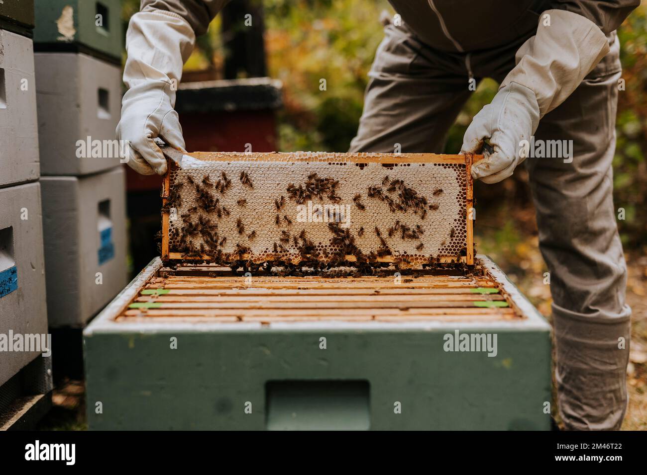 Holding bug hi-res stock photography and images - Alamy