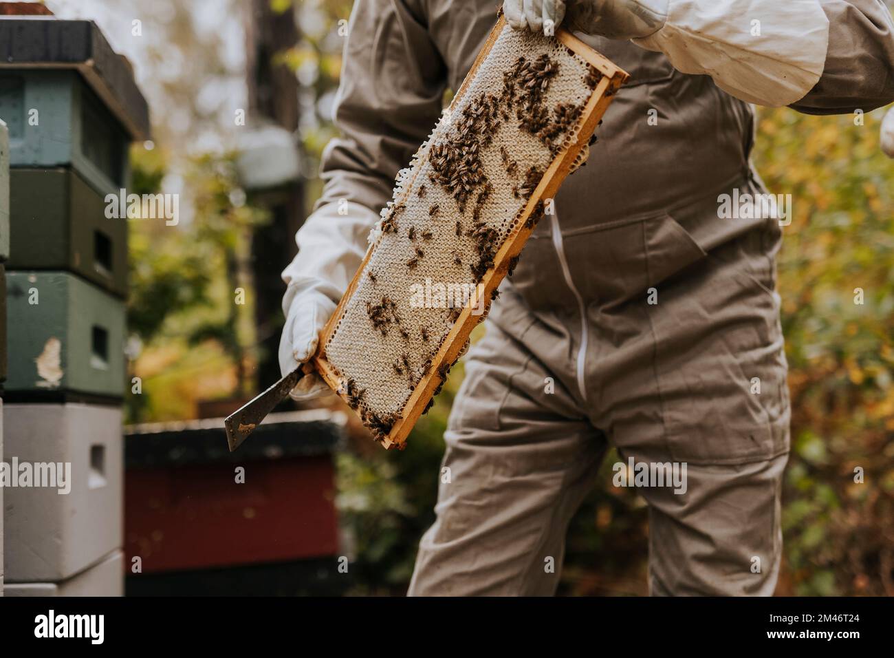 Beekeeper holding hive frame Stock Photo - Alamy