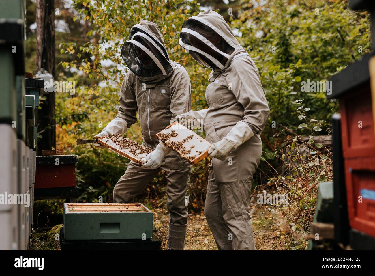 Beekeepers checking bee hive Stock Photo - Alamy