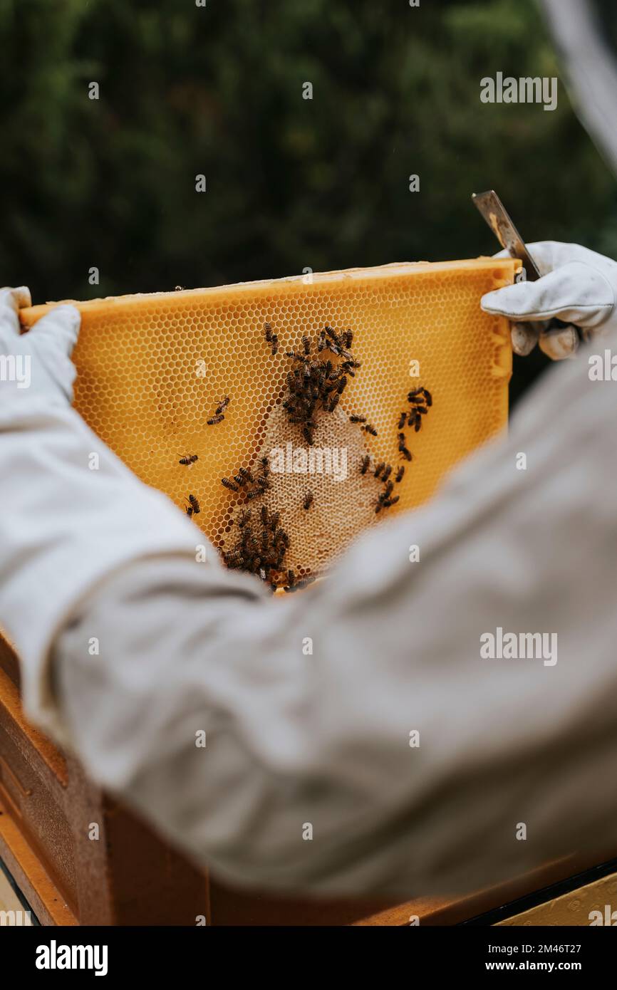 Beekeeper holding hive frame Stock Photo - Alamy Beekeeper holding hive frame Stock Photo - Alamy