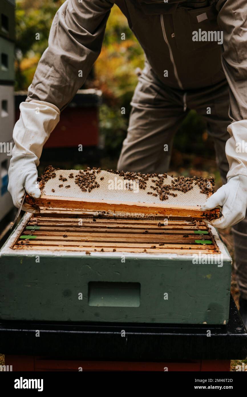 Beekeeper holding hive frame Stock Photo - Alamy Beekeeper holding hive frame Stock Photo - Alamy