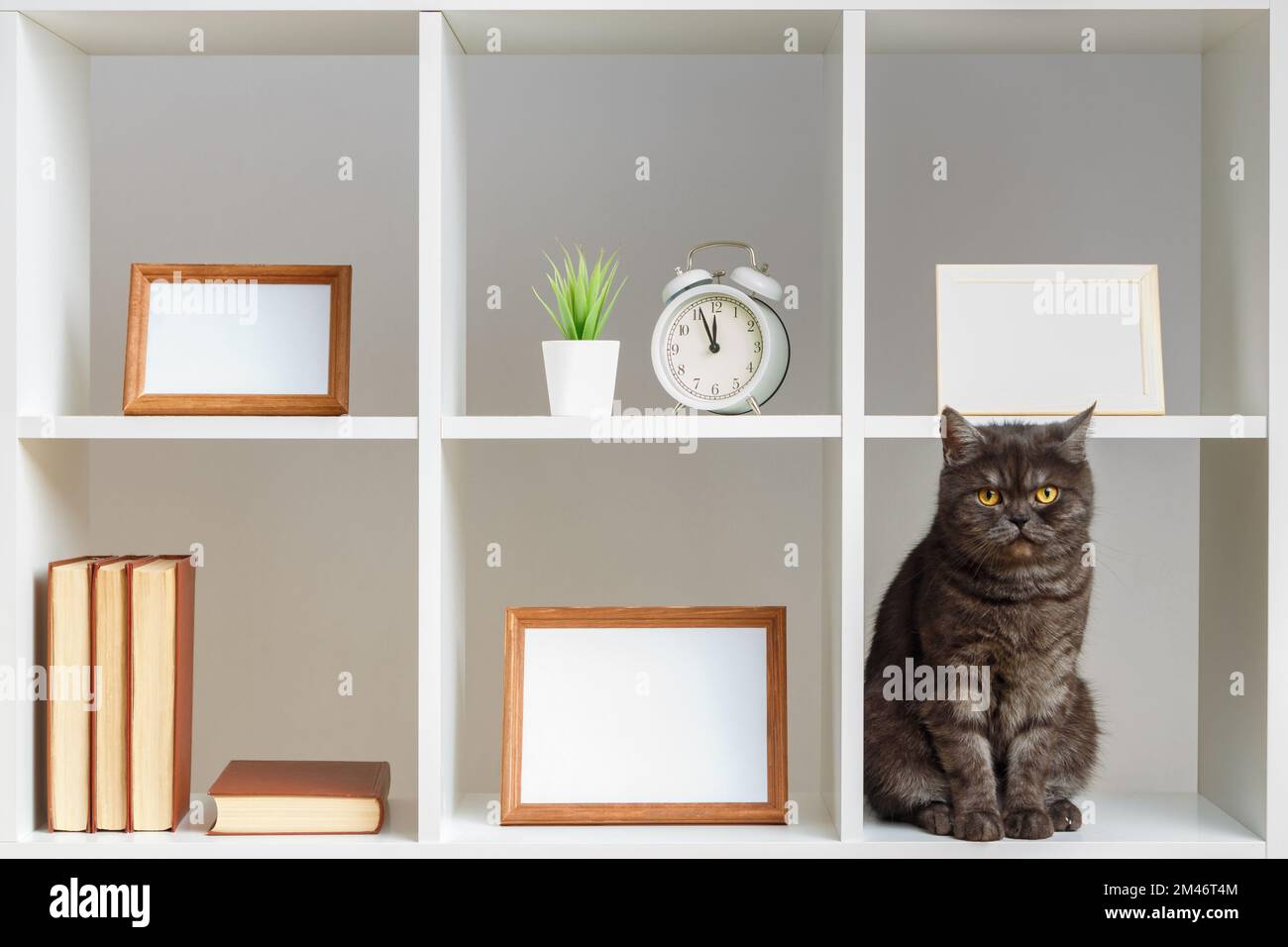 Cat and bookshelf hi-res stock photography and images - Alamy