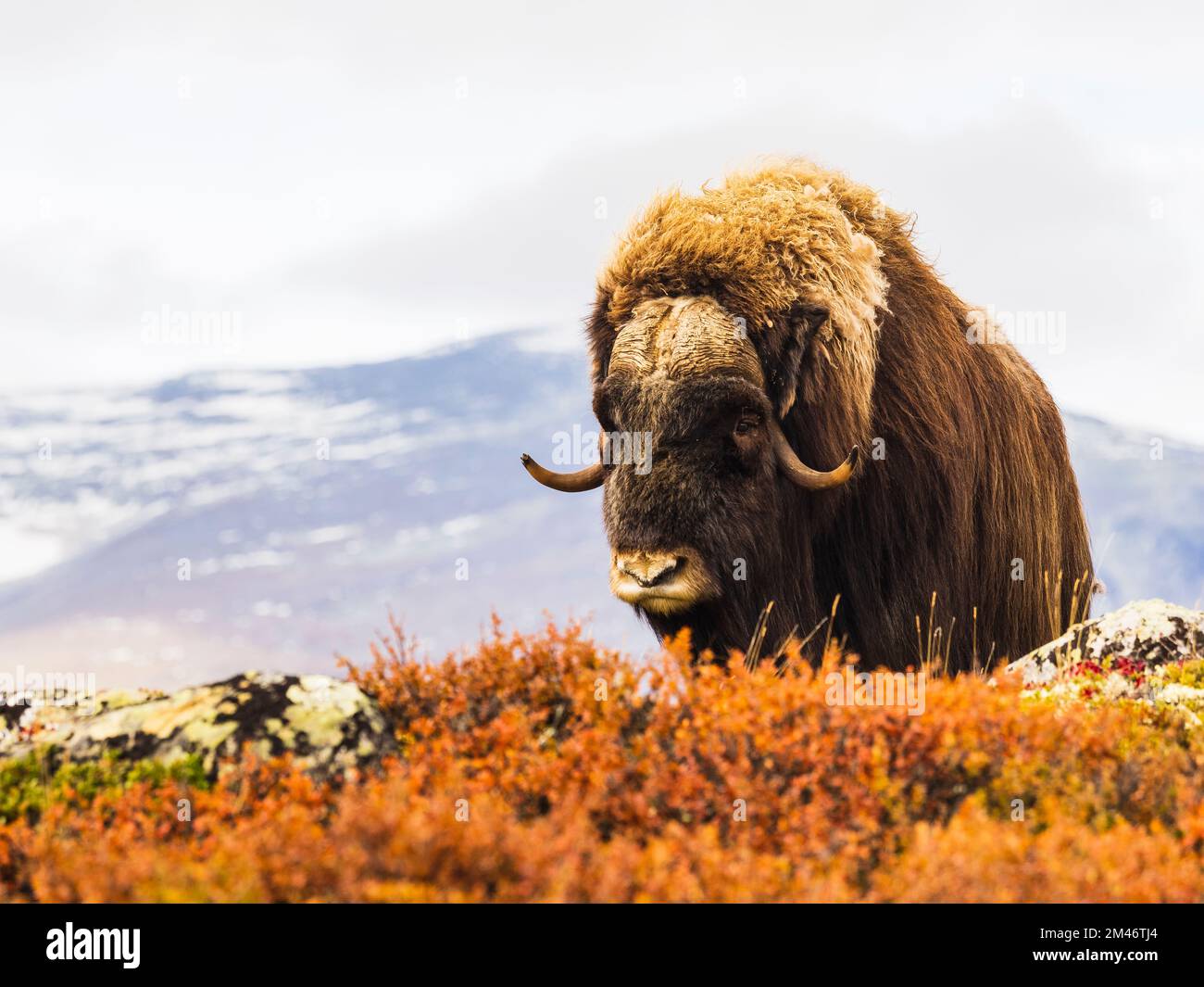 Bison standing on meadow Stock Photo - Alamy