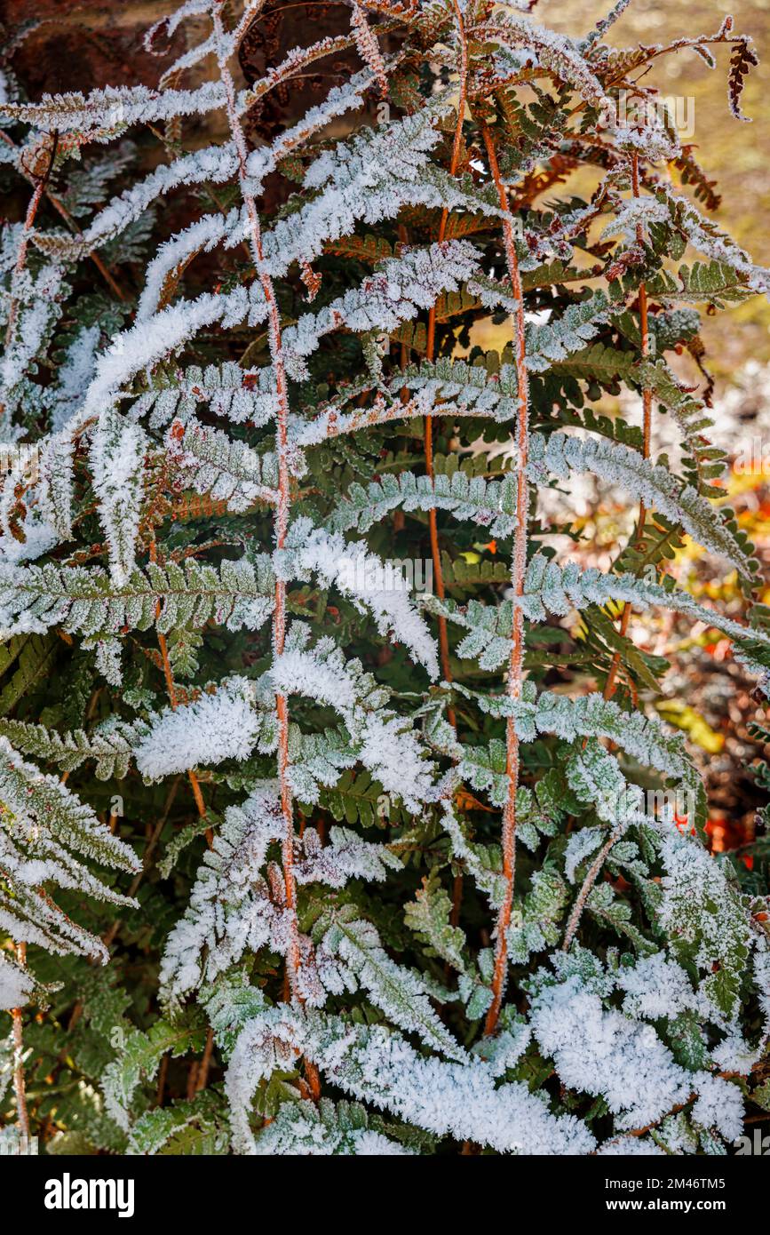 Frost and ice crystals on fern fronds in a garden during very cold ...