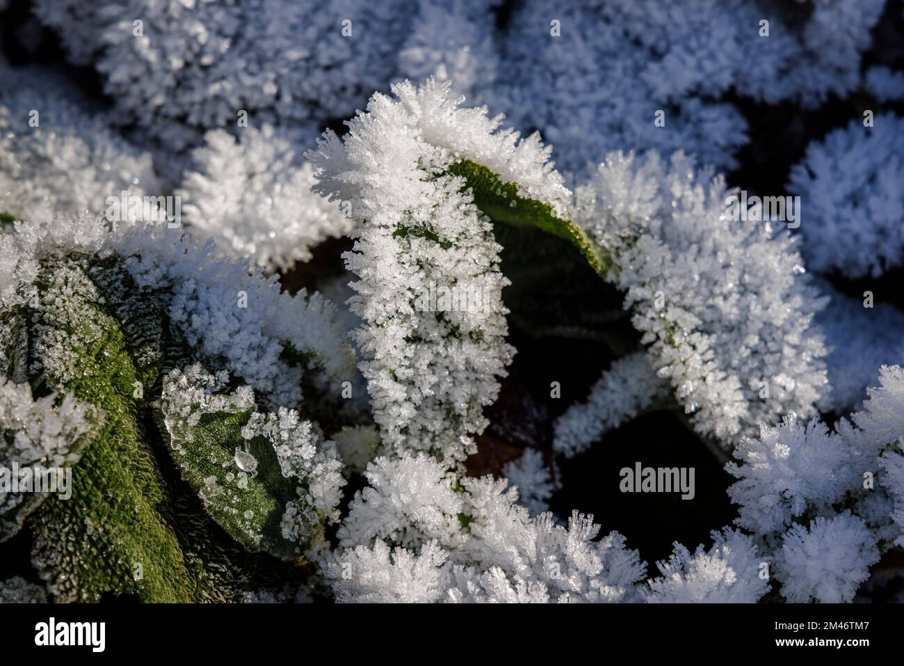 Frost and ice crystals on evergreen plant leaves in a garden during ...