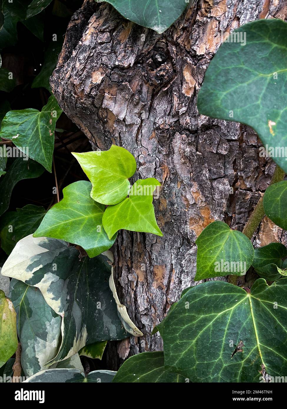Ivy hedera helix advent hi-res stock photography and images - Alamy