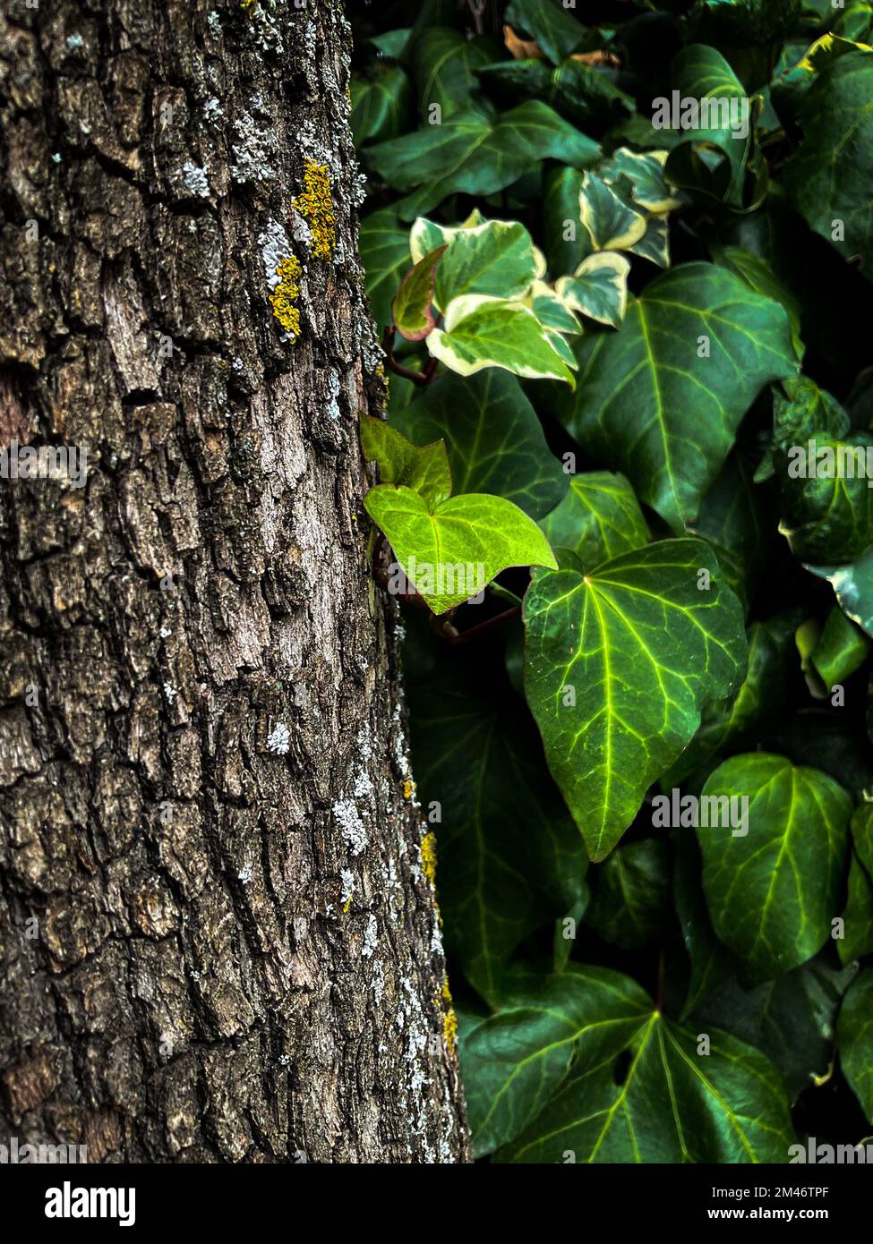 Ivy vine climbing tree trunk isolated on white background clipping path ...