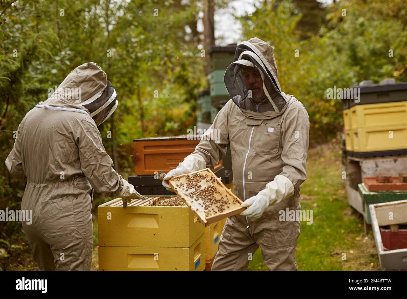 Bee-keepers during work Stock Photo - Alamy