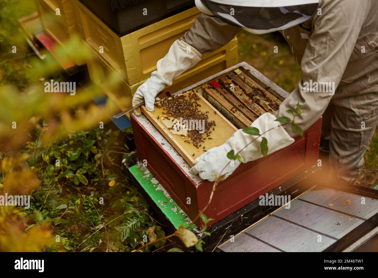 Bee-keeper during work Stock Photo - Alamy