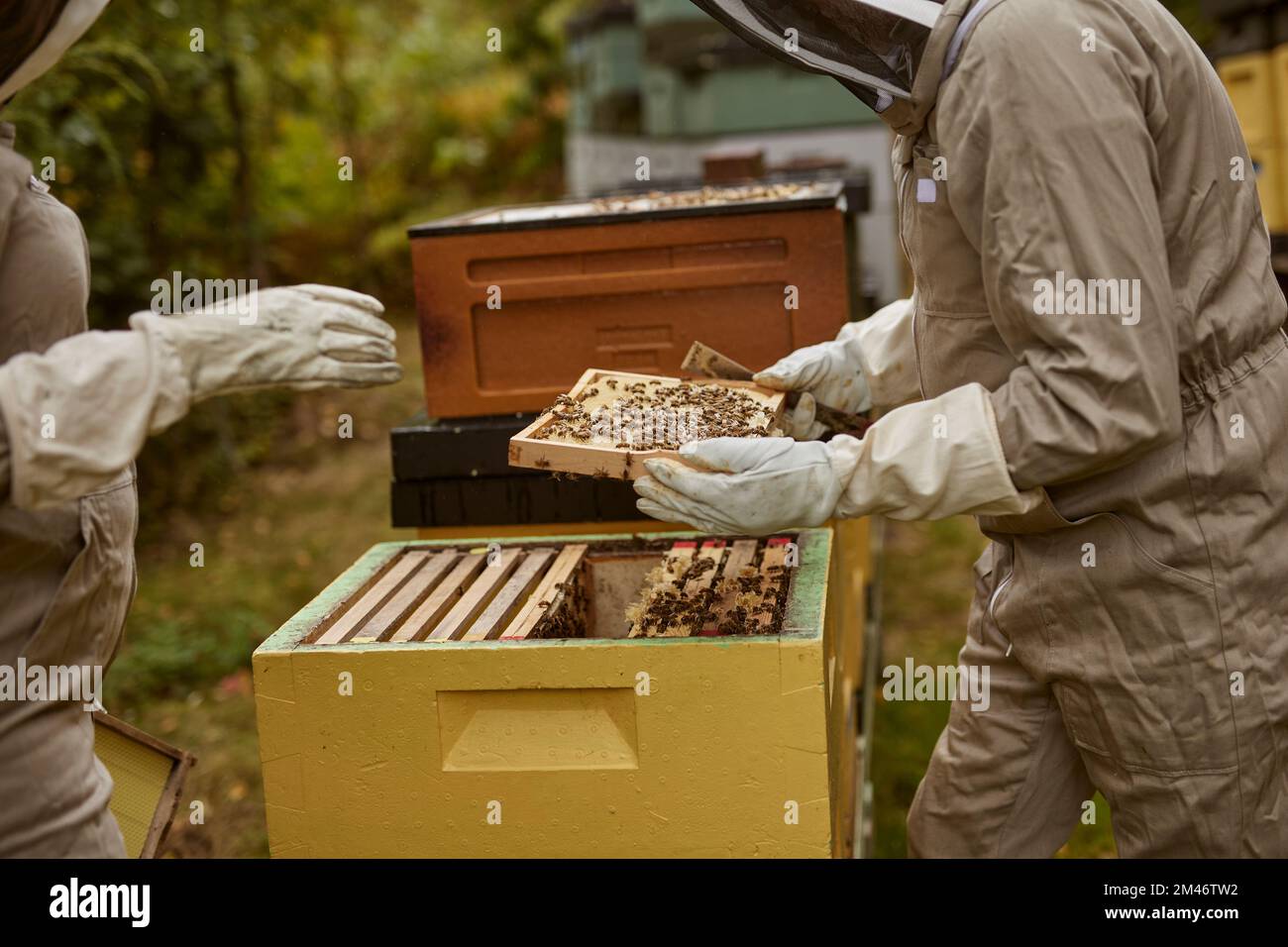 Bee-keepers during work Stock Photo - Alamy