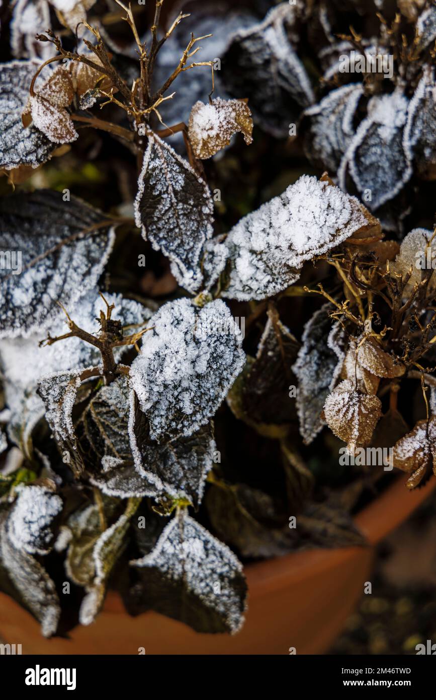 Frost and ice crystals on brown Hydrangea leaves in a garden during ...