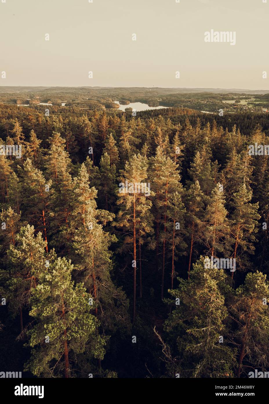 A vertical high-angle shot of the dense forest with tall trees Stock ...