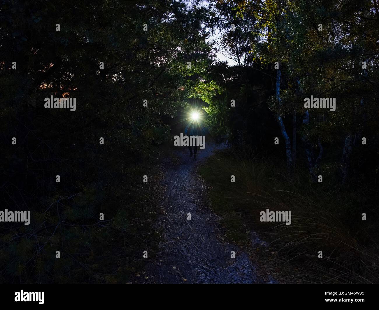 Flashlight forest hi-res stock photography and images - Alamy