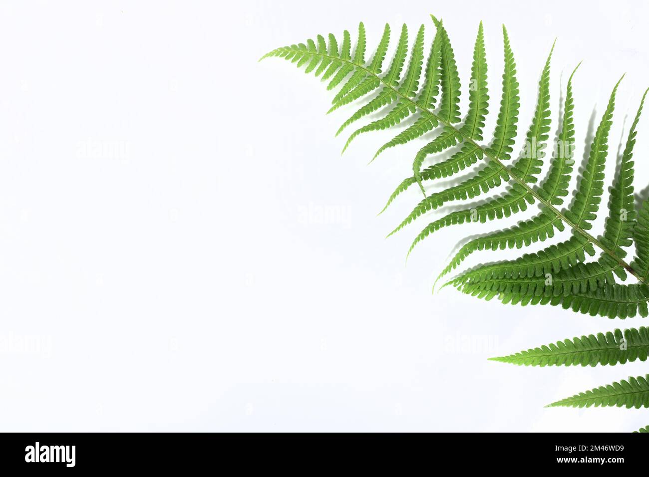 White Background Fern Plant 14 Indoor Ferns To Grow | Garden Design