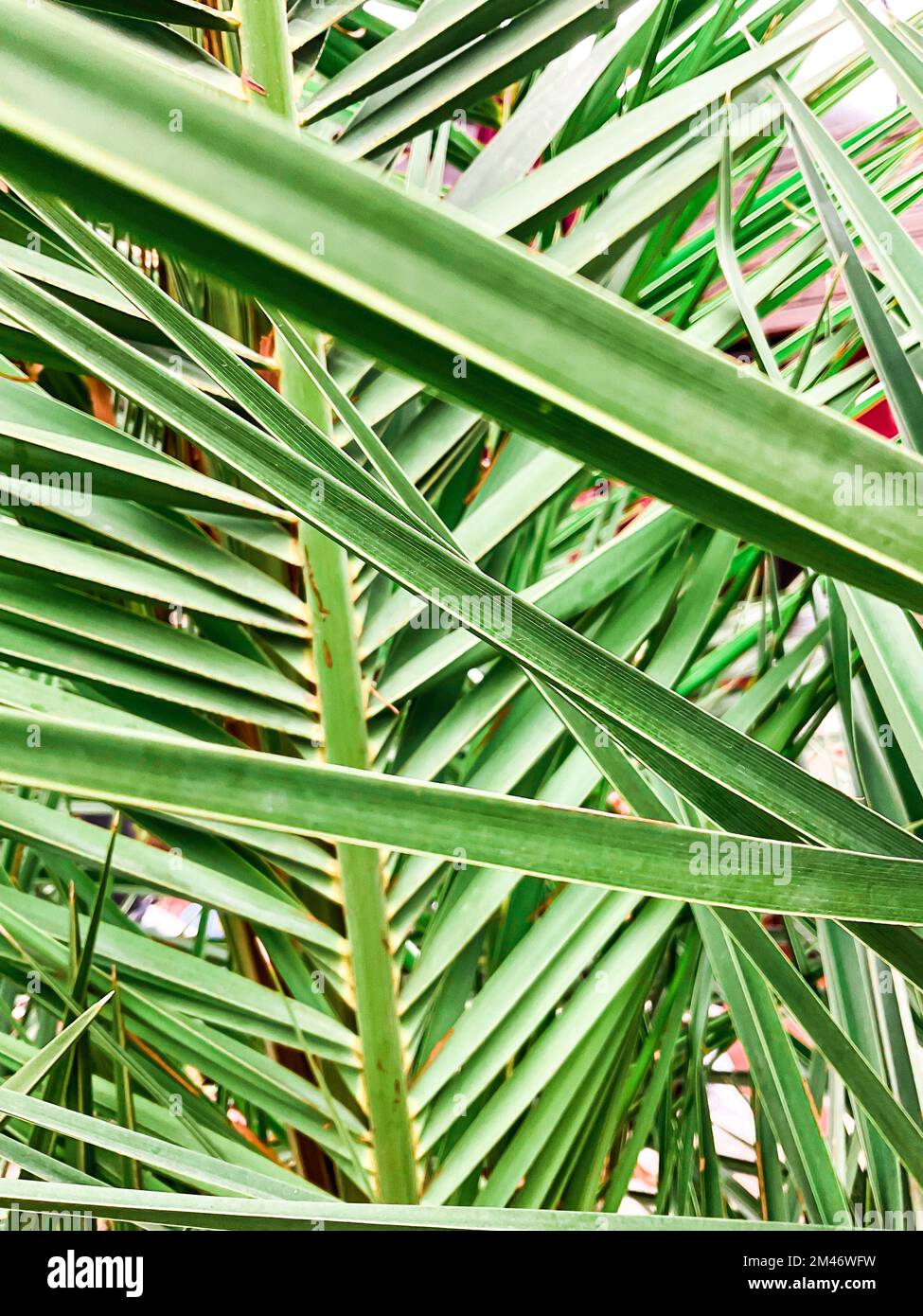 Close Up Green Palm Leaf Texture Leaf Of Bottle Plam Tree Ornamental