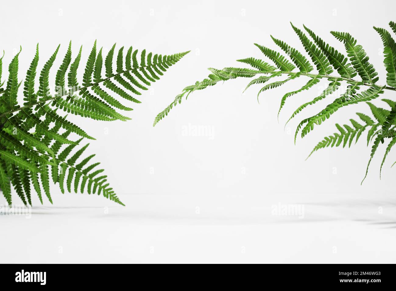Creative layout of colorful tropical fern leaves on a white background ...