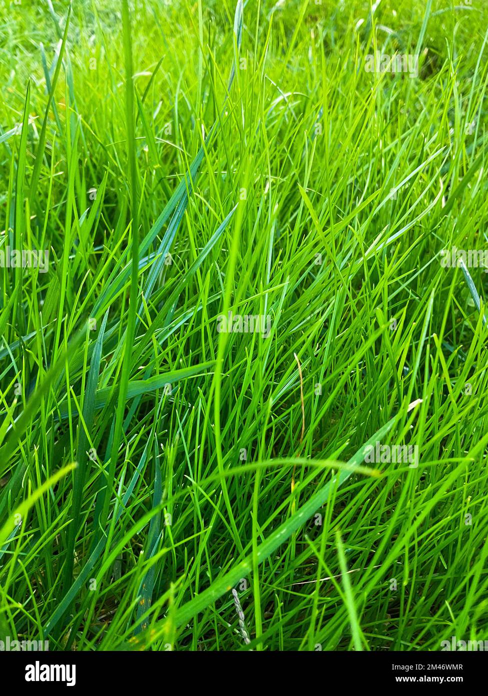Football pitch grass hi-res stock photography and images - Alamy