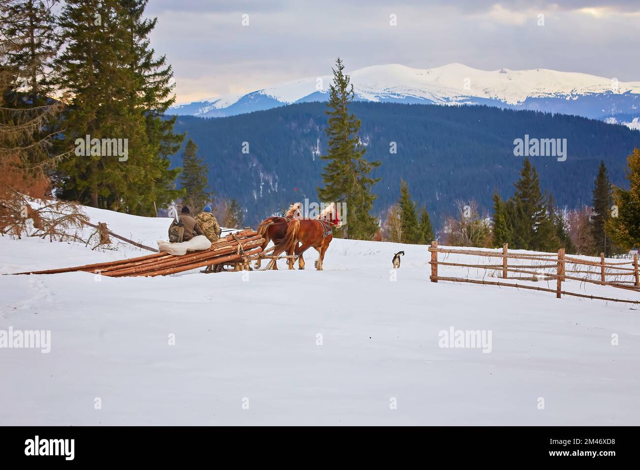 man with sledge pulled by horses outdoor in winter Stock Photo - Alamy