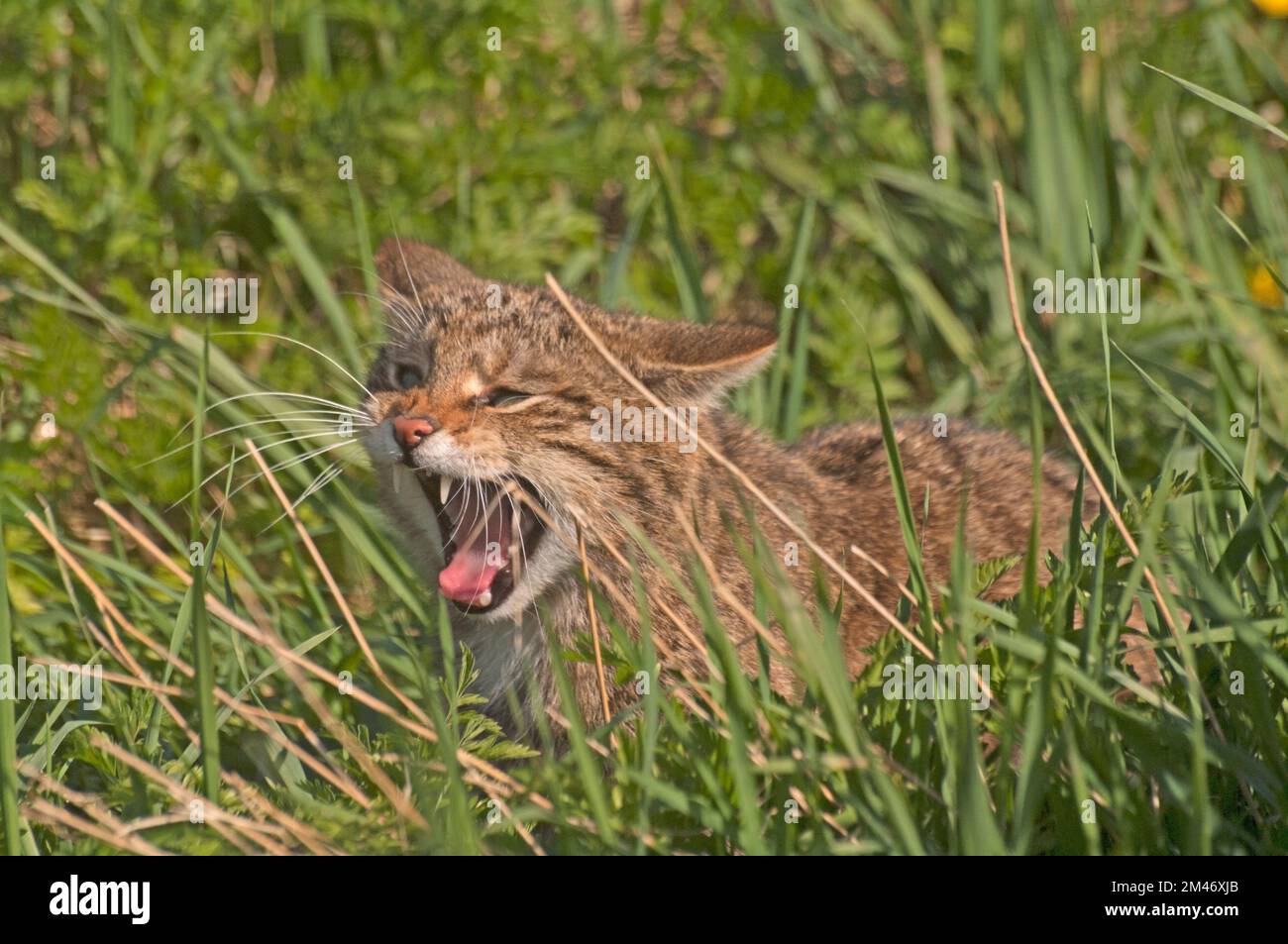 WILD CAT (Scottish Stock Photo - Alamy