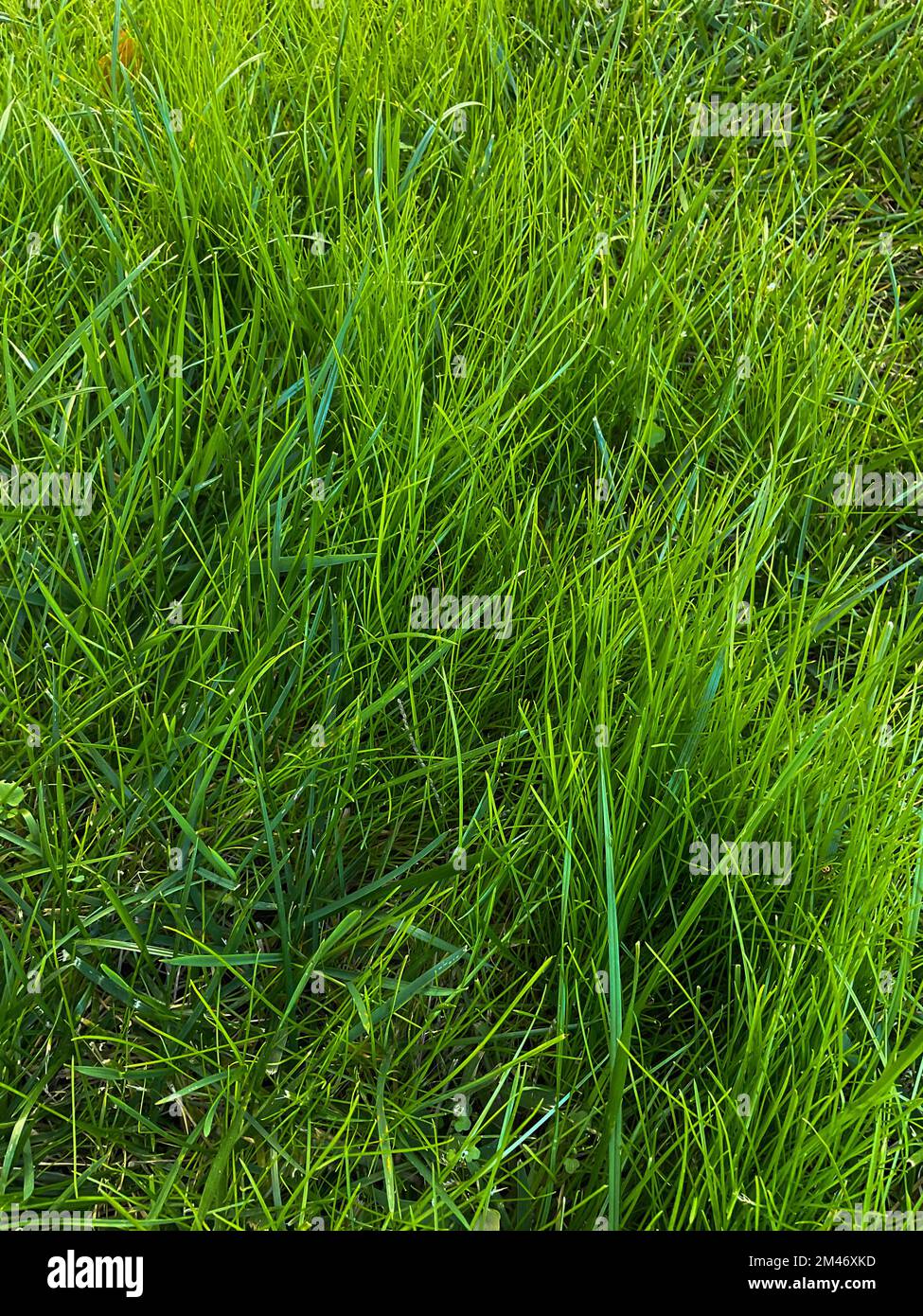 Lawn grass cut pattern garden hi-res stock photography and images - Alamy