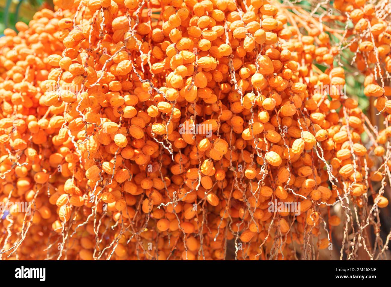 Palm tree berries . Blooming tropical tree . Exotic berry background ...