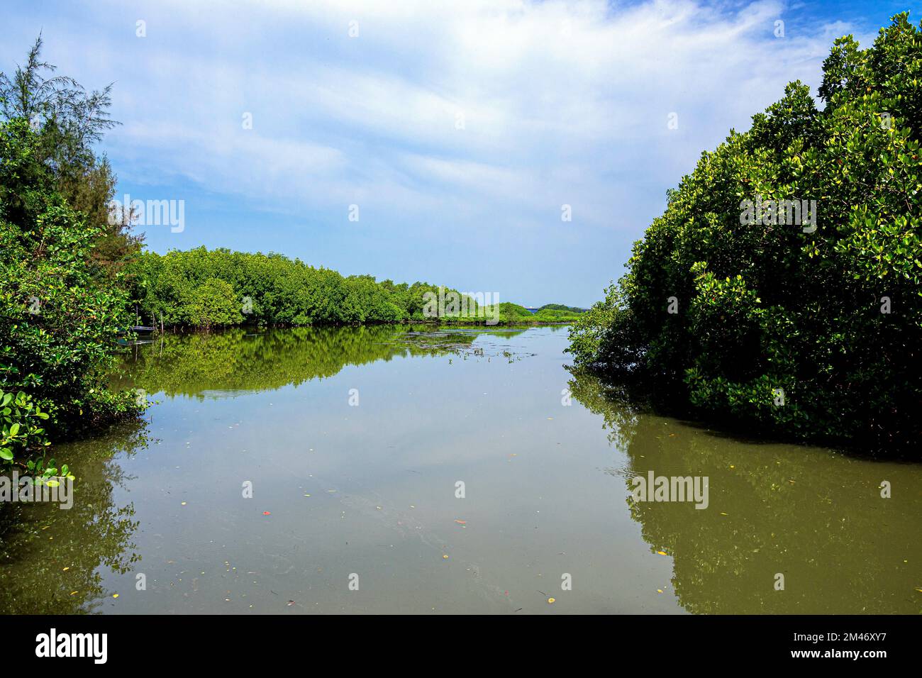 Sharavathi Kandla Mangrove, Kasarkod, Honnavar, Karnataka, India Stock ...