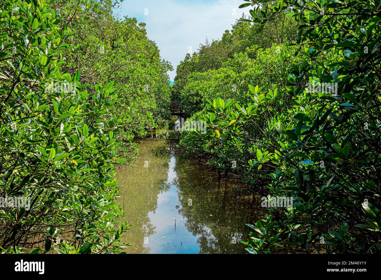 Kandla mangroves hi-res stock photography and images - Alamy