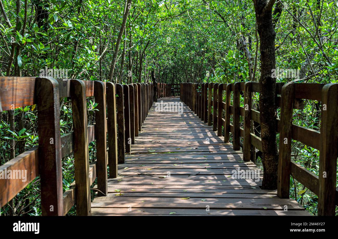 Sharavathi Kandla Mangrove Boardwalk, Kasarkod, Honnavar, Karnataka ...
