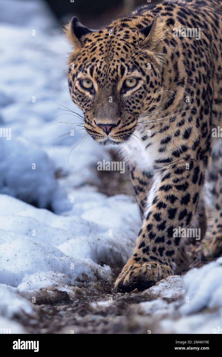Persian leopard (Panthera pardus saxicolor) in winter Stock Photo - Alamy