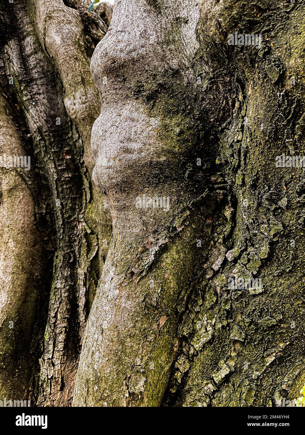 tree bark. close-up. photo. Brown color. old Stock Photo - Alamy
