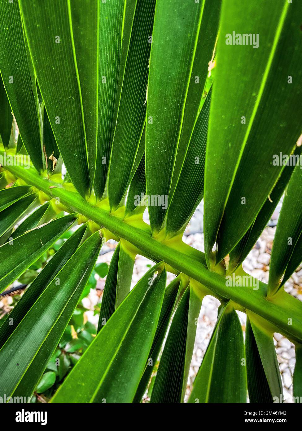 Close Up Green Palm Leaf Texture Leaf Of Bottle Plam Tree Plants In