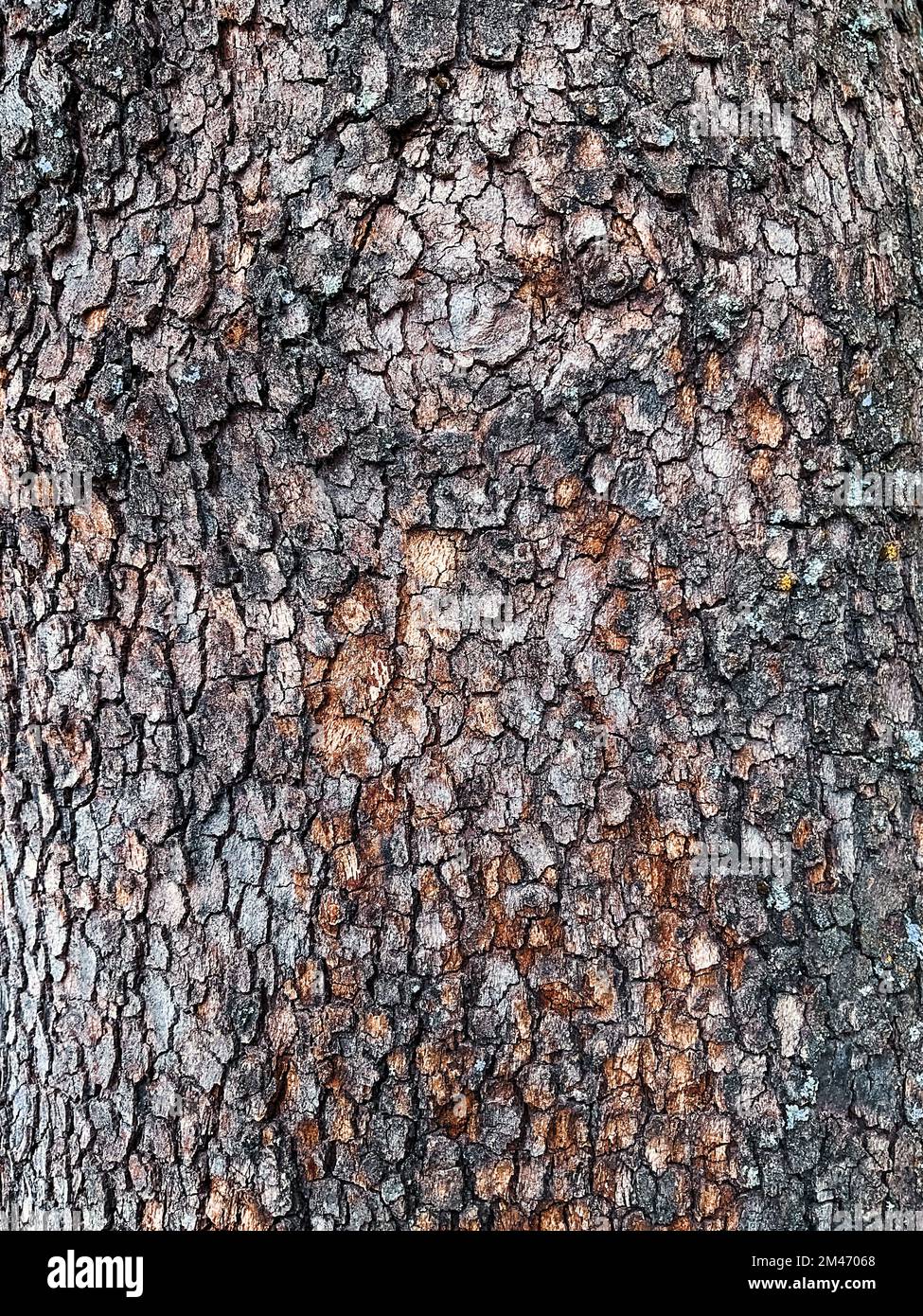 Hazel tree bark hi-res stock photography and images - Alamy