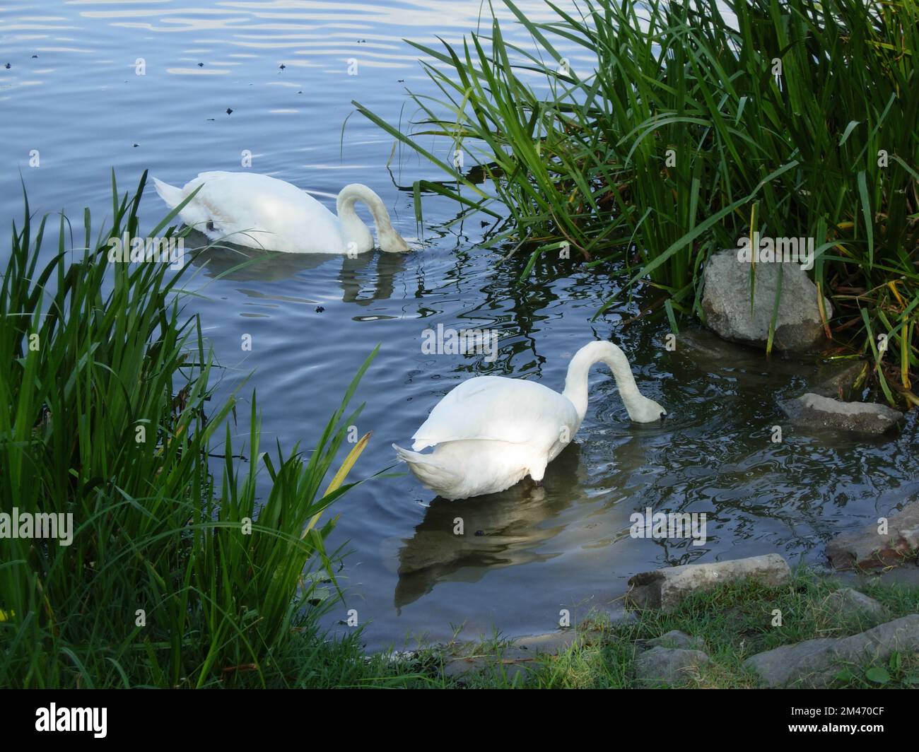 Beautiful swans exploring the lake with their heads under the water ...