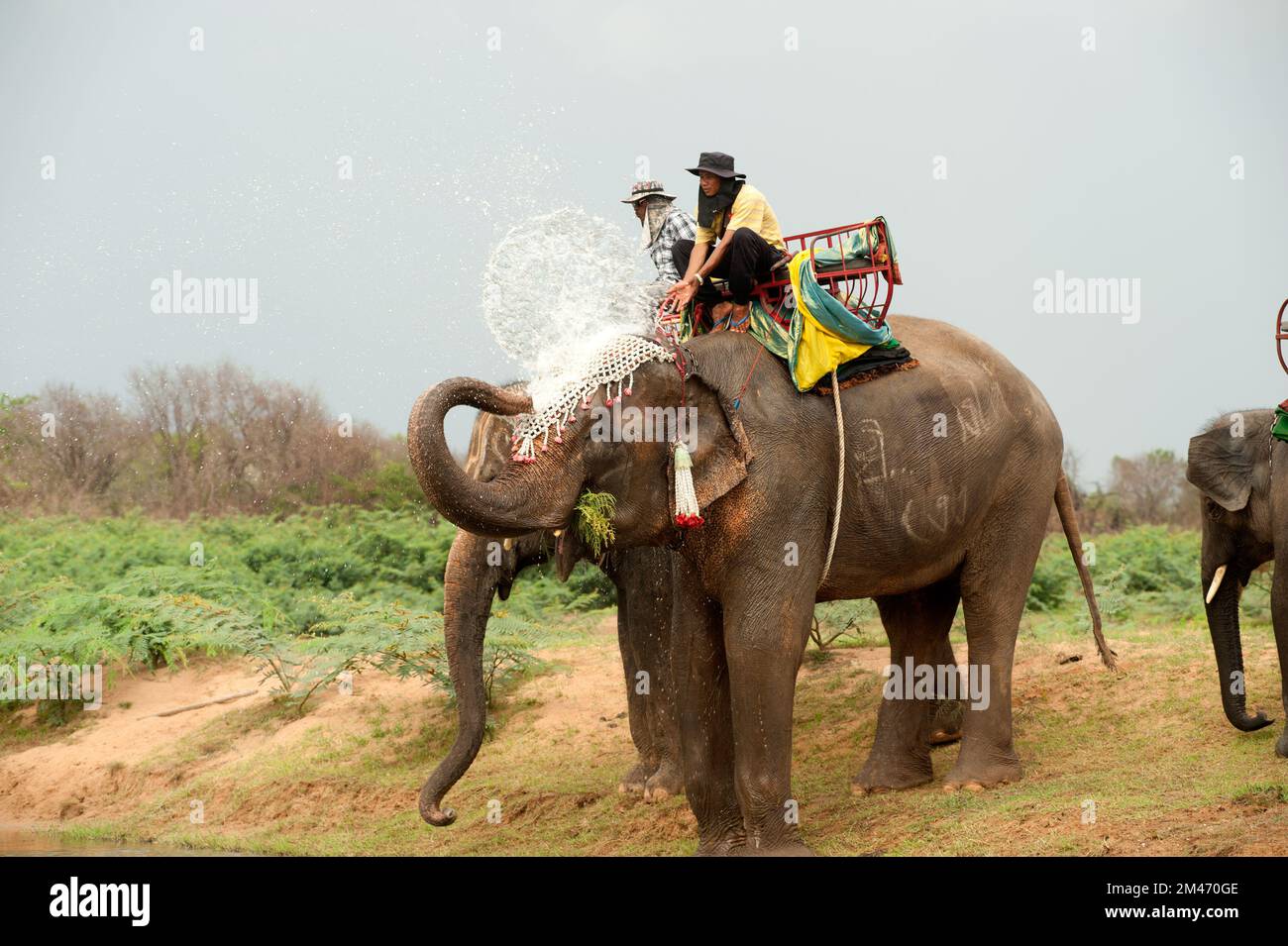 Young elephant happiness drinking water and relaxing after Ordination Parade on Elephants Back ...
