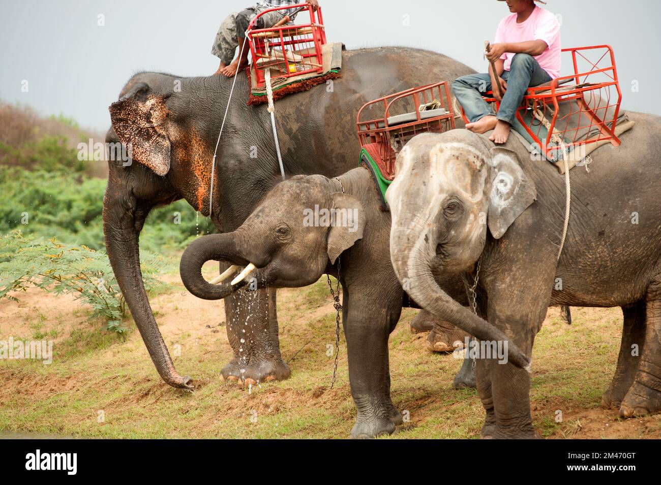 Young elephant happiness drinking water and relaxing after Ordination ...